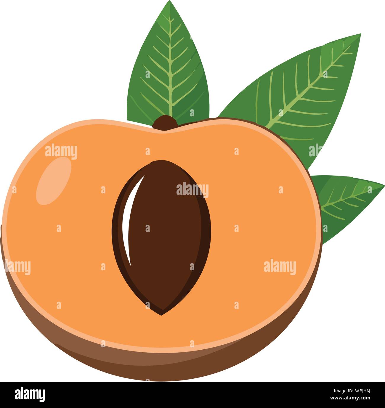 Mamey sapote fruit Stock Vector Images - Alamy
