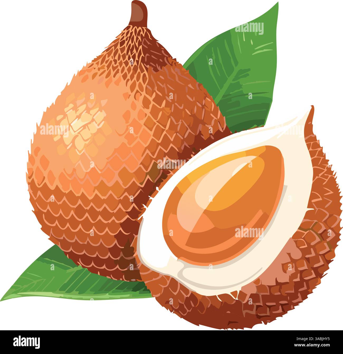 Salak snake fruit vector vectors hi-res stock photography and images ...