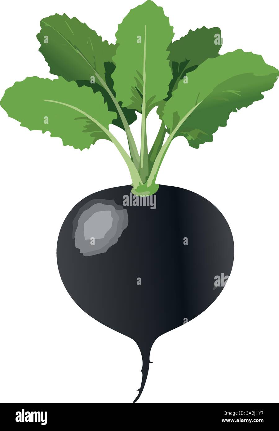 Black Radish with Green Leaves Stock Vector Image & Art - Alamy