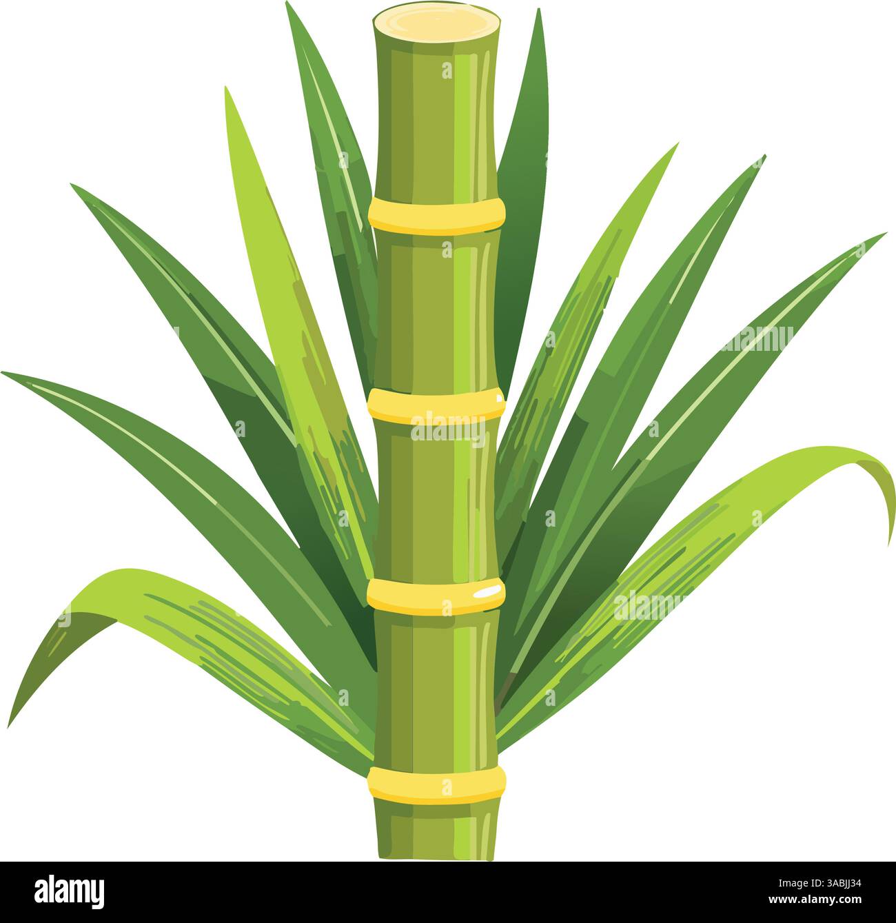 Cane sugar vector vectors Stock Vector Images - Alamy