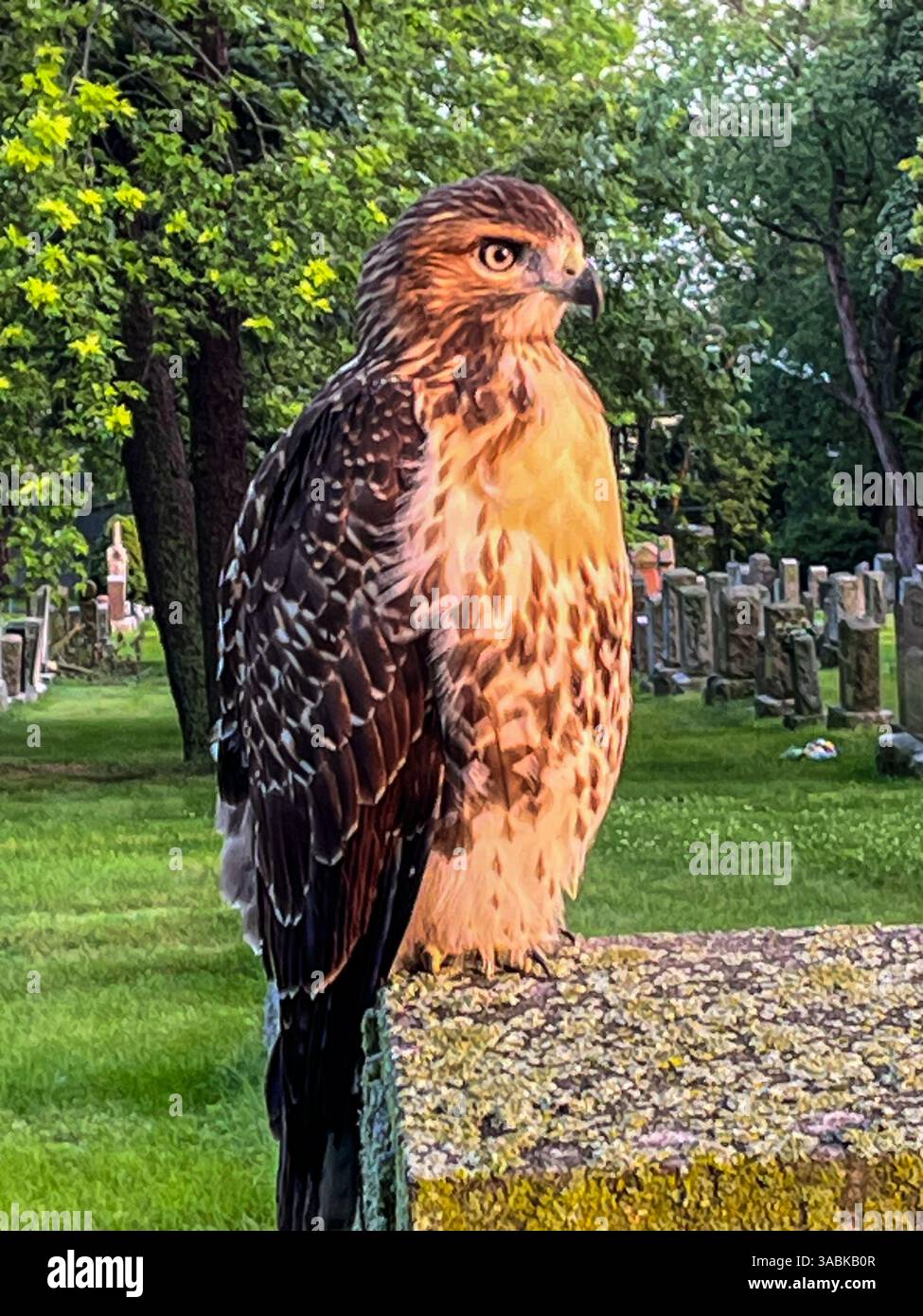 Red grass hawk hi-res stock photography and images - Alamy