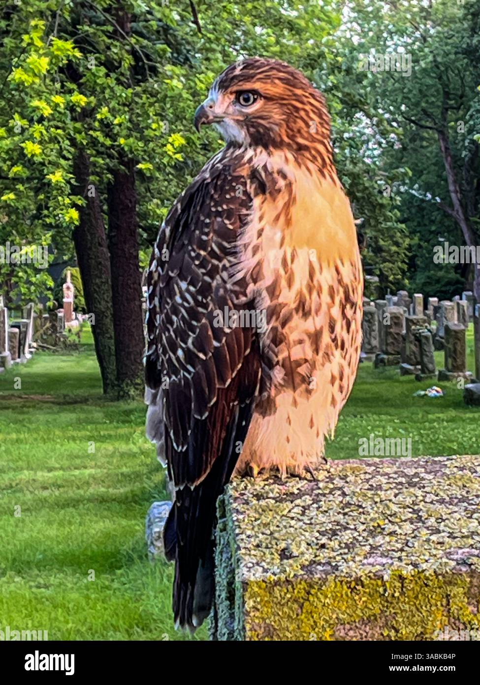 Red-tailed Hawk Close-up Facing Behind Stock Photo - Alamy