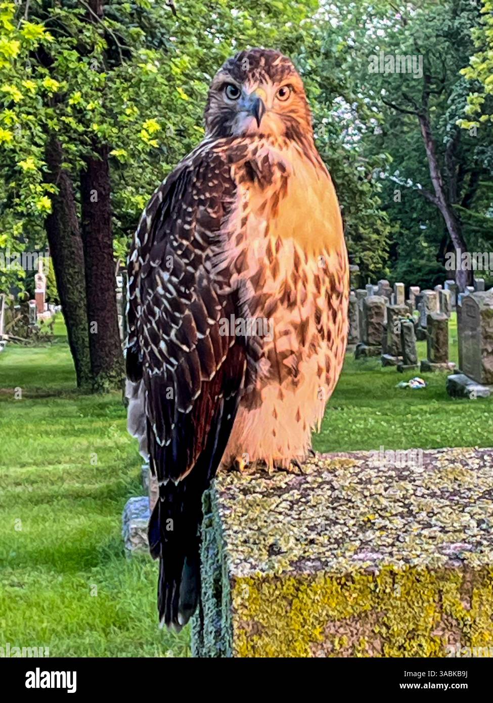 Red-tailed Hawk Close-up Facing Camera Stock Photo - Alamy