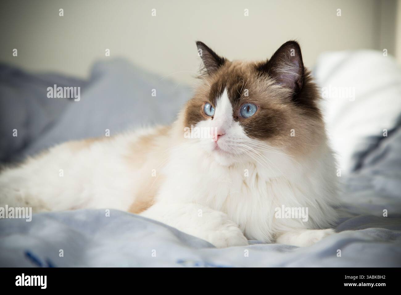funny fluffy cat lying on bed, Ragdoll breed Stock Photo - Alamy