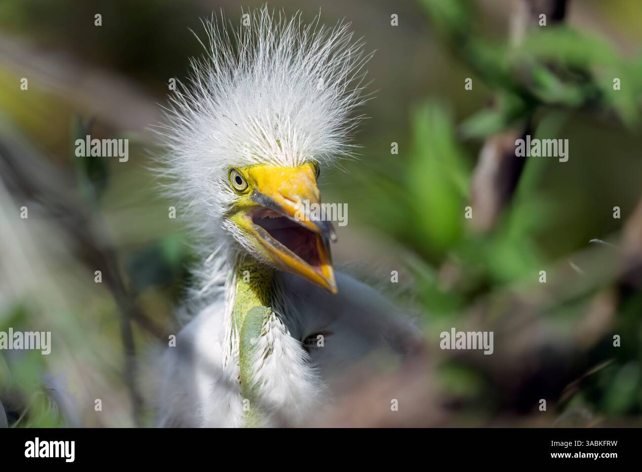 Gatoland hi-res stock photography and images - Alamy