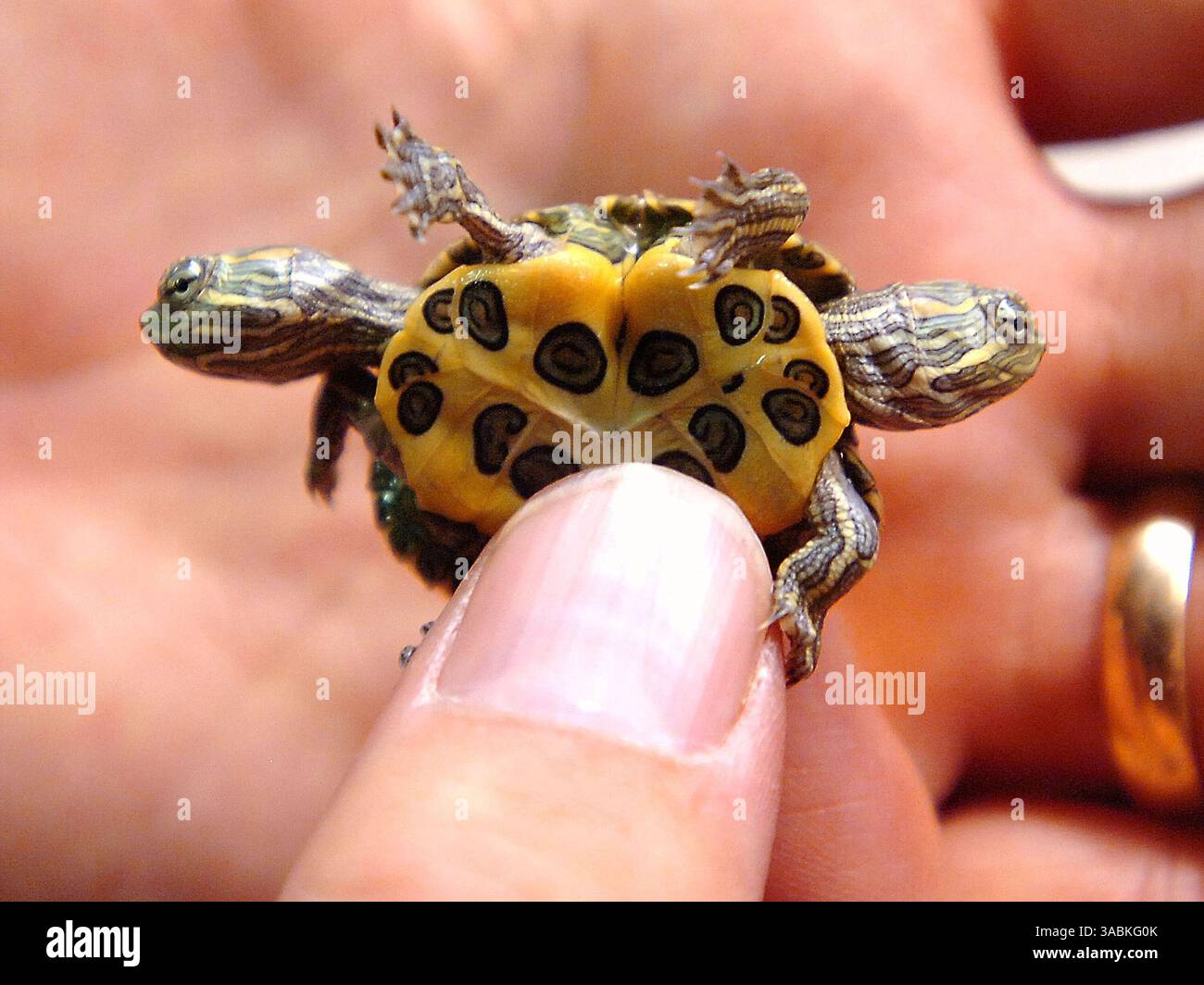 Conjoined turtle hi-res stock photography and images - Alamy