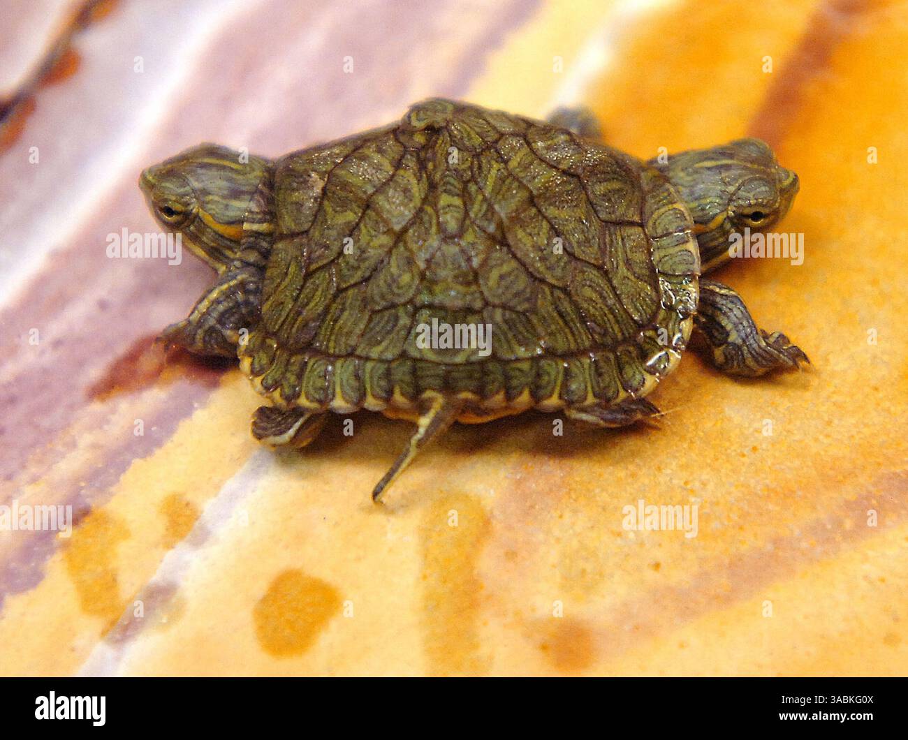 Conjoined turtle hi-res stock photography and images - Alamy