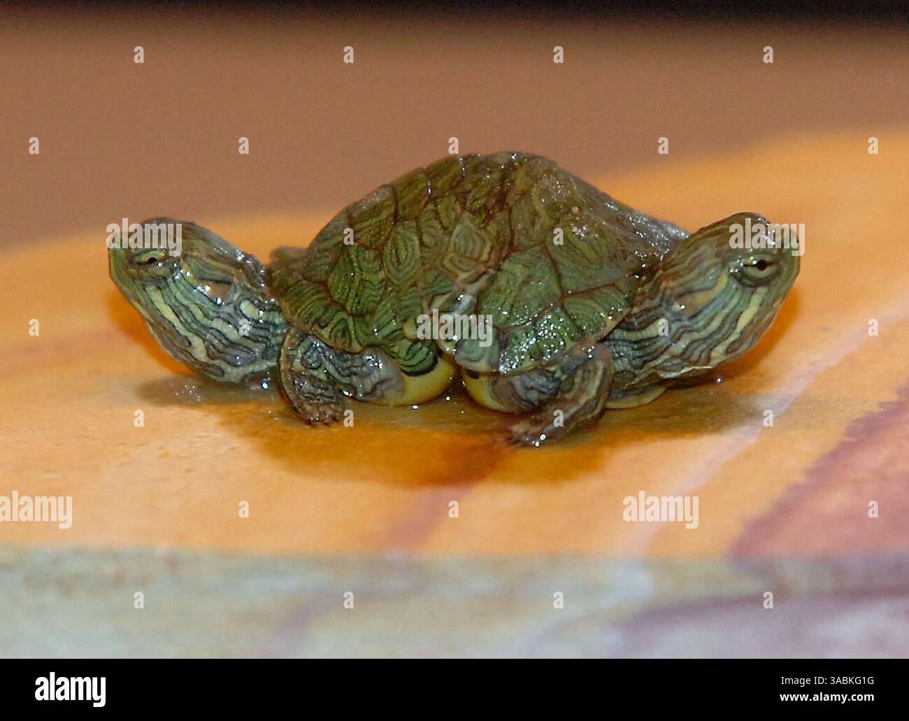 Conjoined turtle hi-res stock photography and images - Alamy