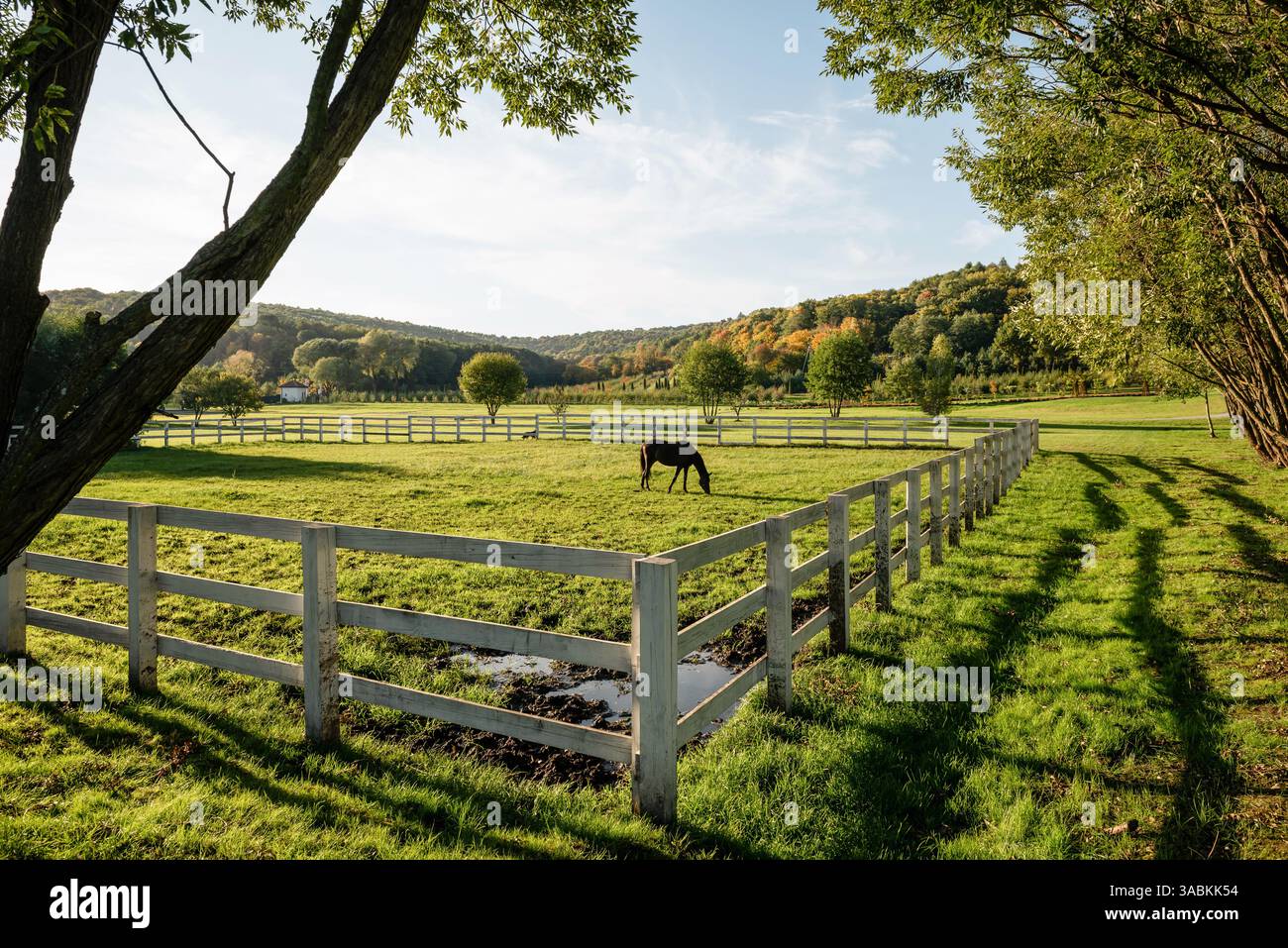 Corner of a small enclosure for horses. Wide angle view of a horse ...