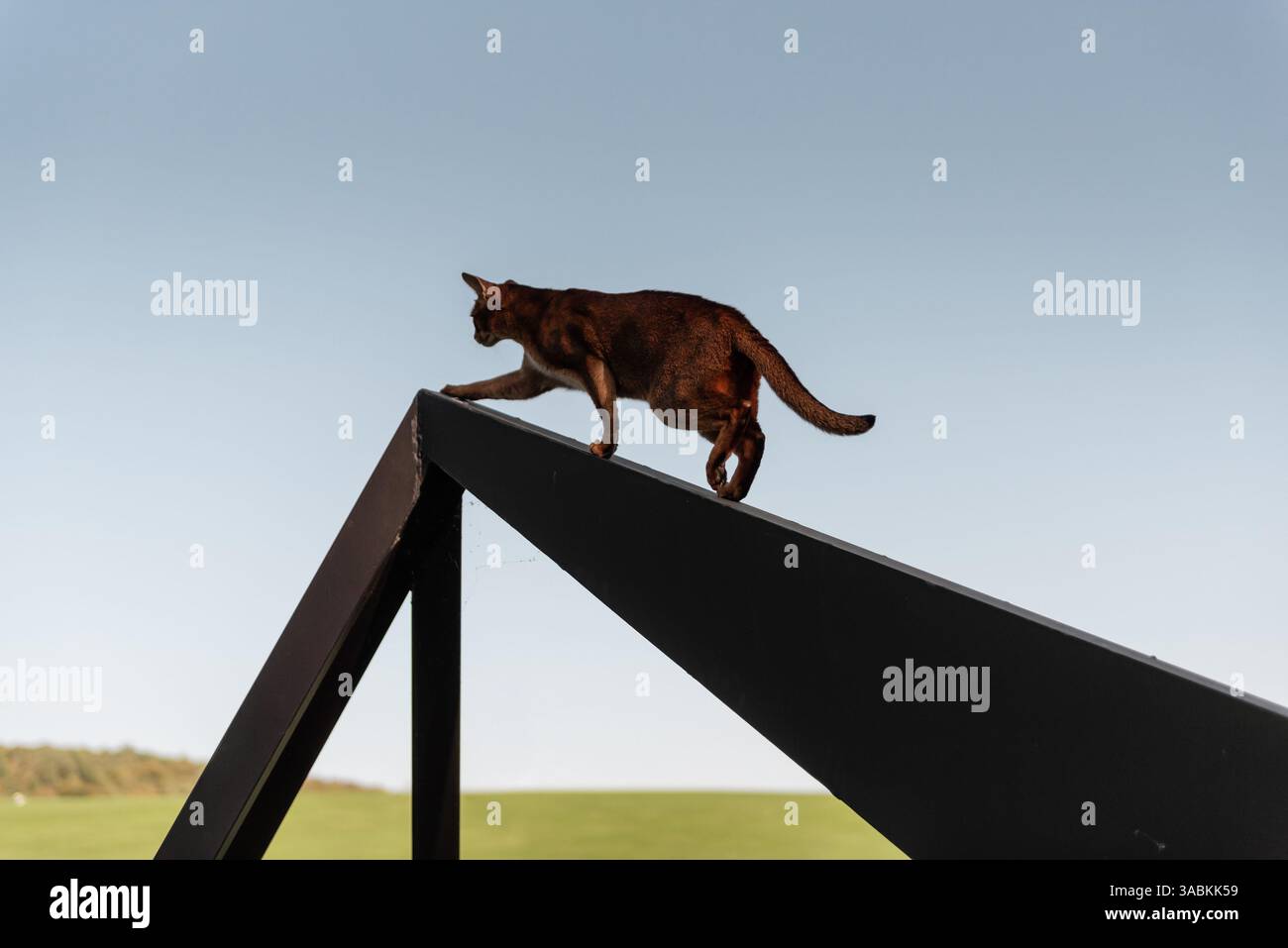 Cat silhouette hi-res stock photography and images - Alamy