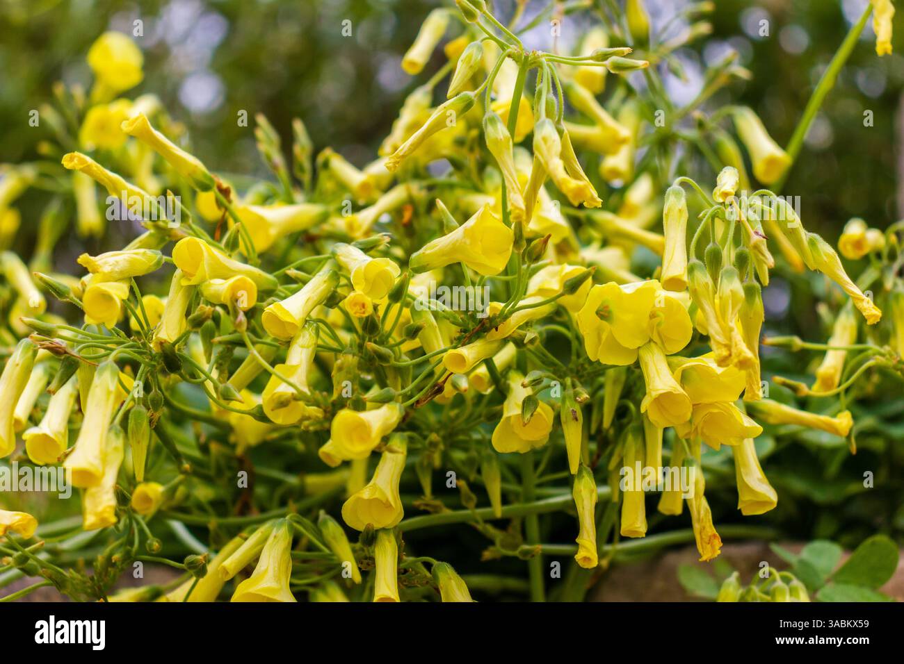Cluster of Vibrant Yellow Blooming Flowers in a Natural Outdoor Setting ...