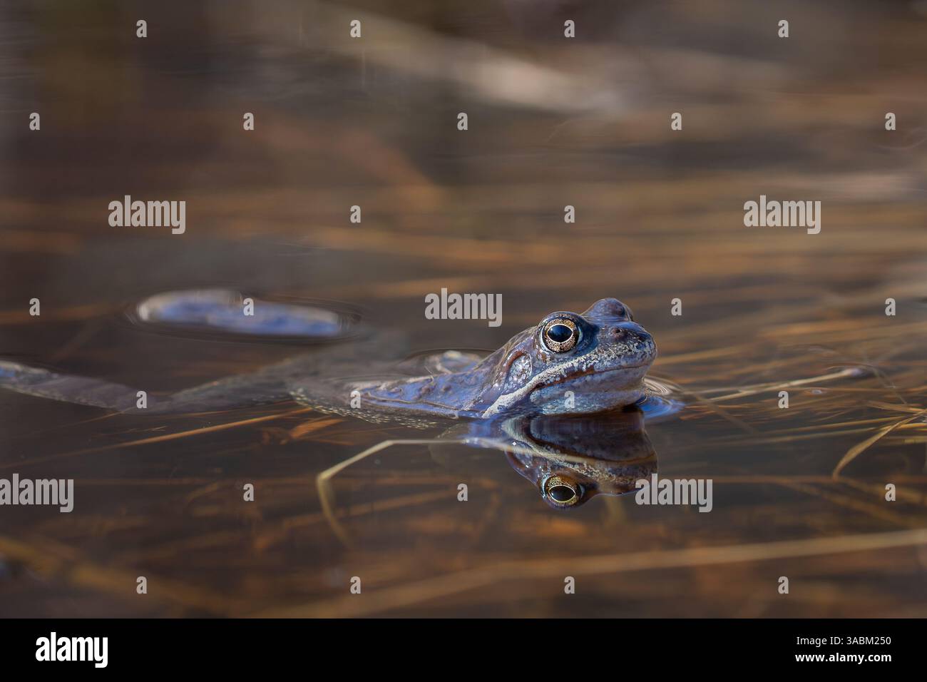 Nuptial pad hi-res stock photography and images - Alamy