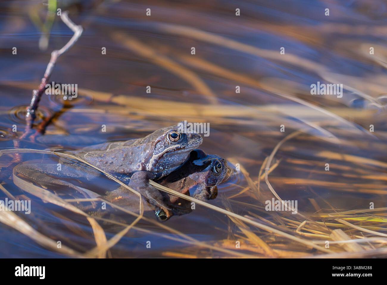 Spring mating of Common frogs (Rana temporaria). The Common Frog during the breeding season ...
