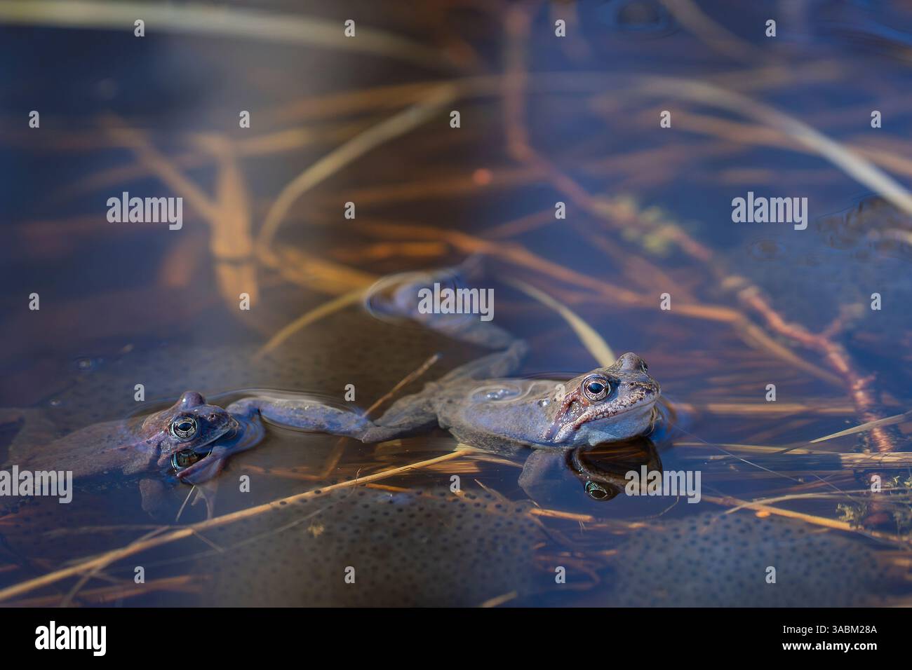 Spring mating of Common frogs (Rana temporaria). The Common Frog during the breeding season ...