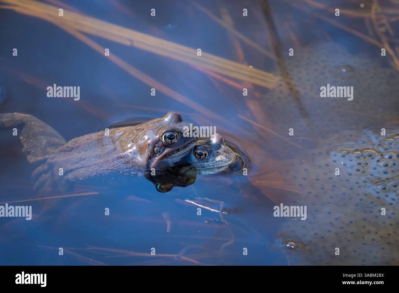 Spring mating of Common frogs (Rana temporaria). The Common Frog during ...
