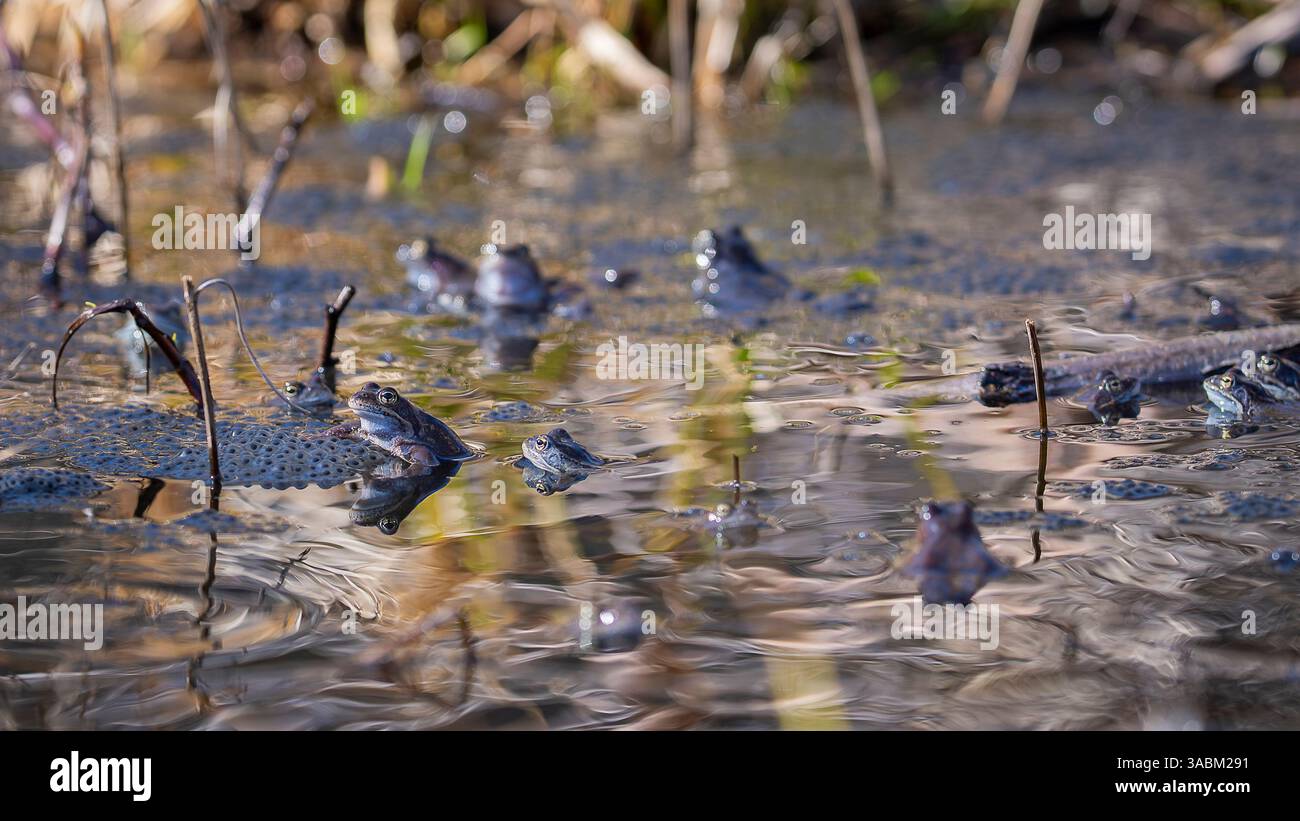 Common frog mass spawning event in the wild. Male and female frogs in a ...