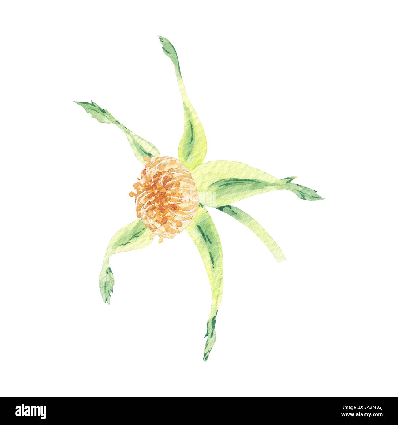 Withered flower watercolor illustration isolated on white. Rosehip ...