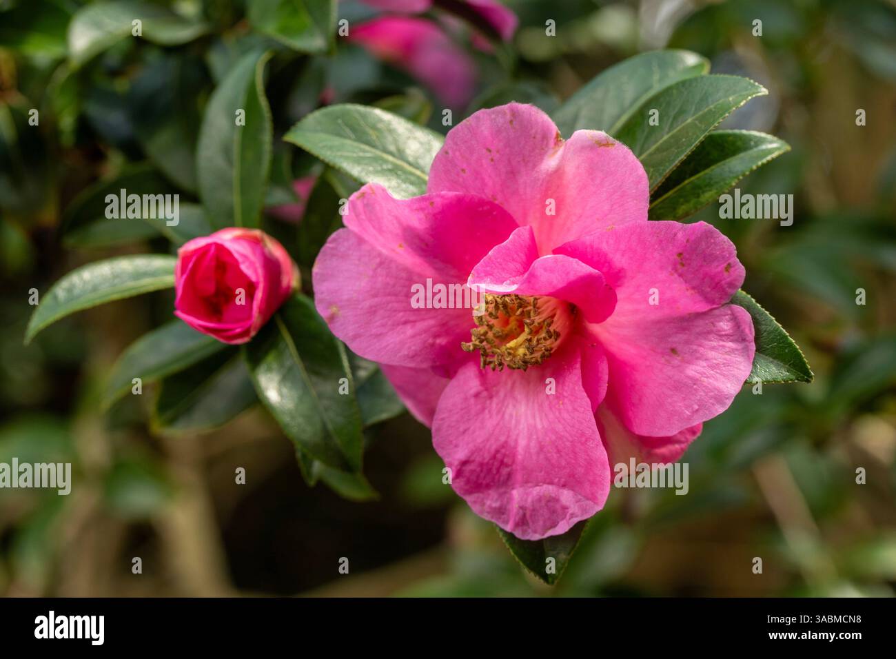 Extremely beautiful Camellia × williamsii ‘Citation’, camellia ...
