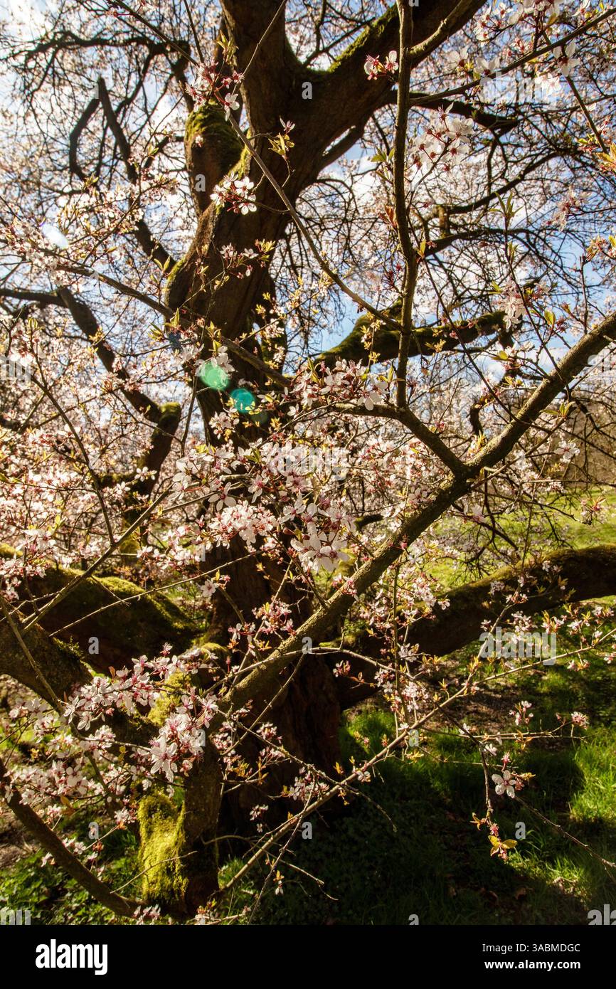 Simply beautiful spring blossoming Prunus Cerasifera ‘Hessei’, in ...