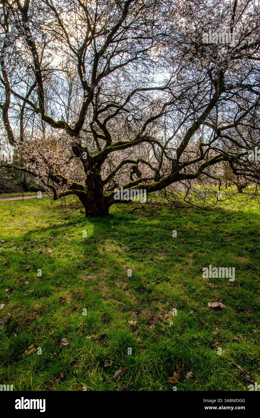 Simply beautiful spring blossoming Prunus Cerasifera ‘Hessei’, in ...