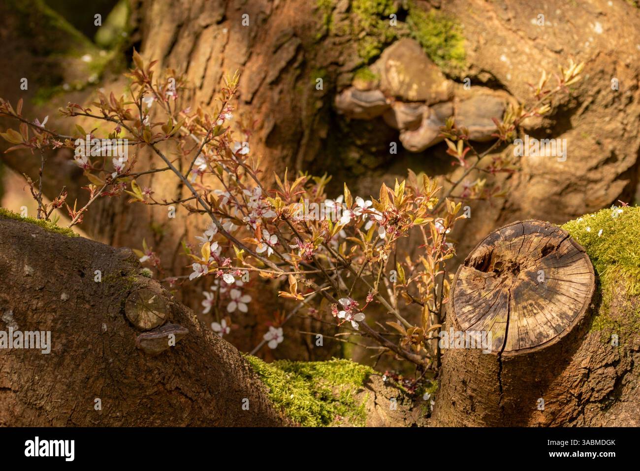 Simply beautiful spring blossoming Prunus Cerasifera ‘Hessei’, in ...