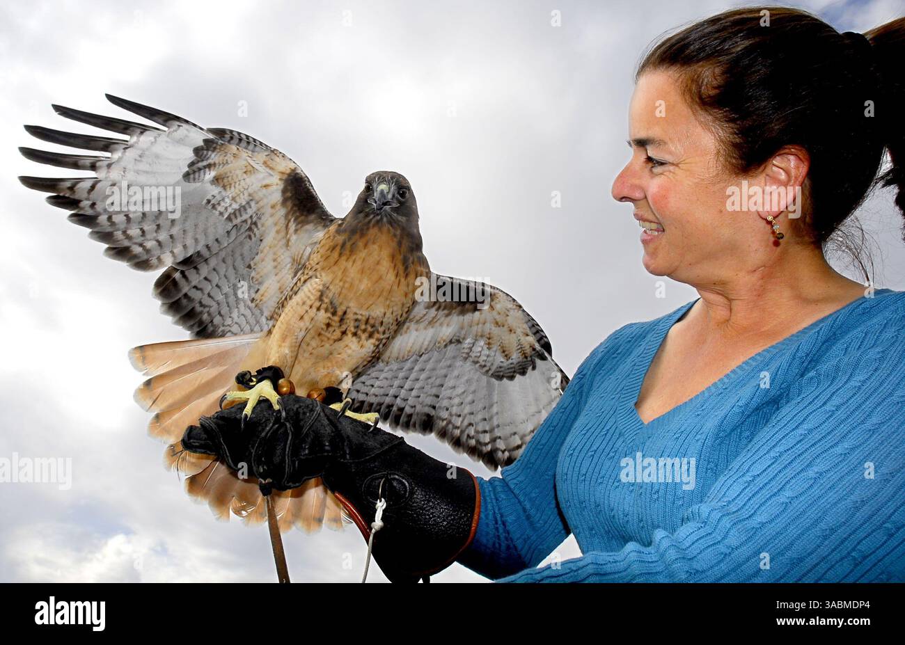 Pleasanton mayor Jennifer Hosterman holds her red-tailed hawk Ariel in ...