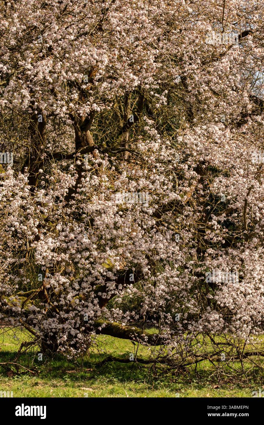 Simply beautiful spring blossoming Prunus Cerasifera ‘Hessei’, in ...