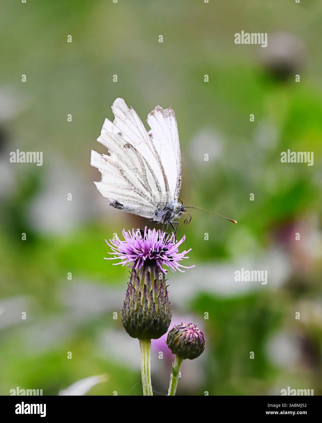 Large white, also called cabbage butterfly, cabbage white, cabbage moth ...