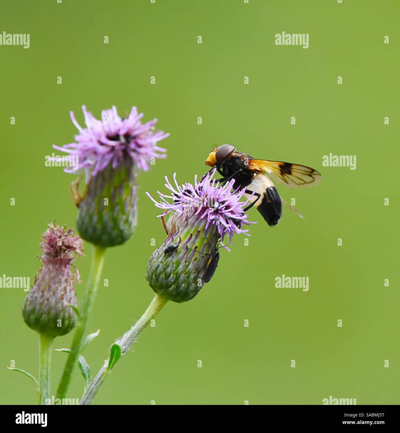 Pellucid fly (Volucella pellucens) hoverfly on a purple flower in ...