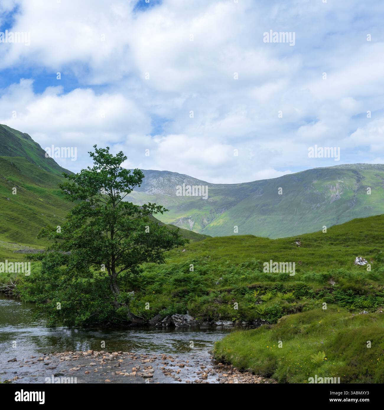 Stunning wild in Kintail, Morvich, Highland Scotland Stock Photo - Alamy