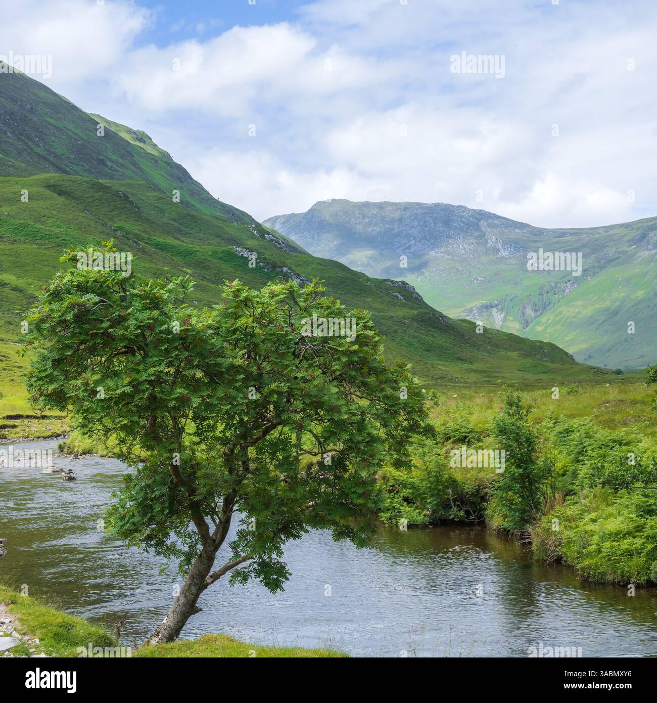 Stunning wild in Kintail, Morvich, Highland Scotland Stock Photo - Alamy