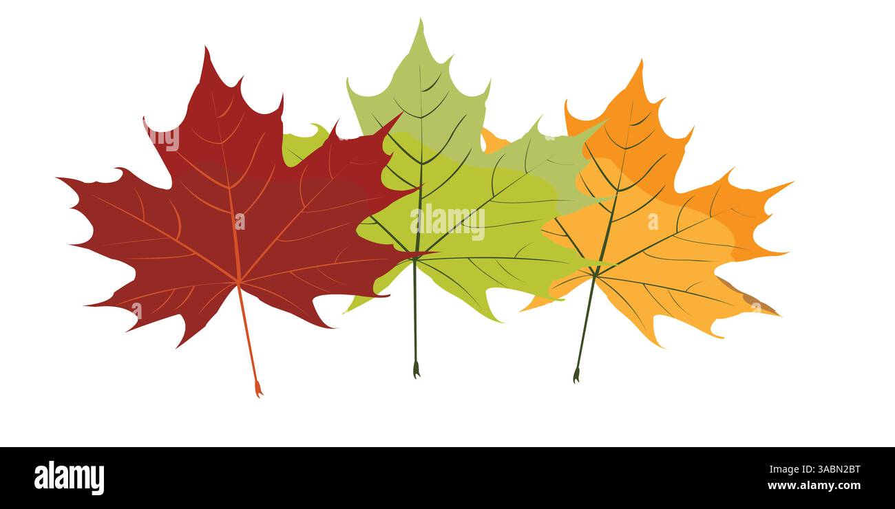 Maple leaves logo ; colorful leaves of same three autumnal background ...