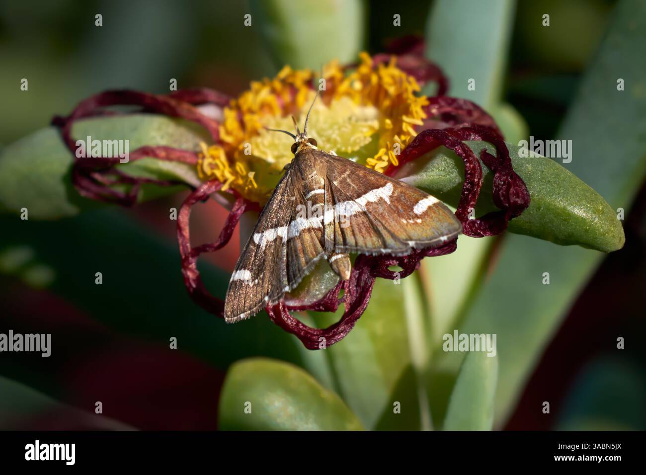Beet Webworm Moth, Hawaiian Beet Webworm Moth (Spoladea recurvalis) on ...