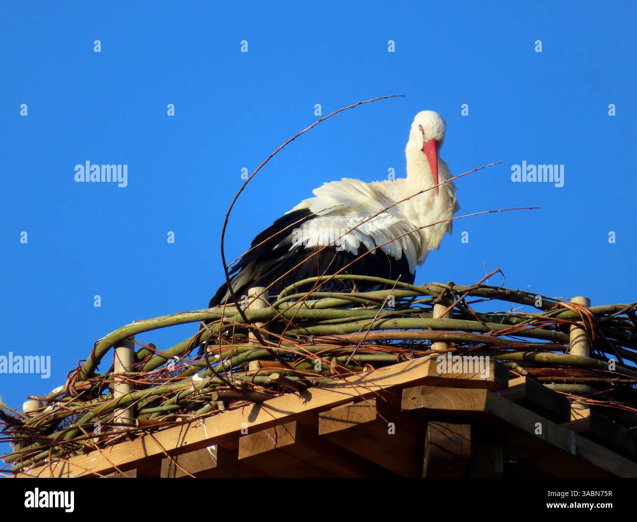 ...der Weißstorch genießt sichtlich die waermende Sonne zum Abend hin ...