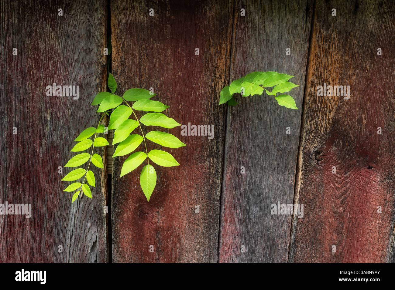 Close up of leafy greens growing through wooden slates at Davy Crockett ...