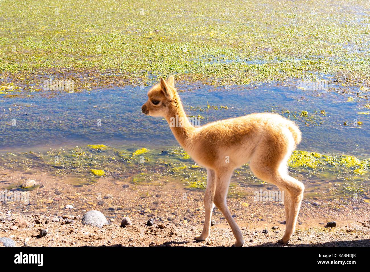 A vicuna baby (Lama vicugna) at the edge of the water near San Pedro de ...