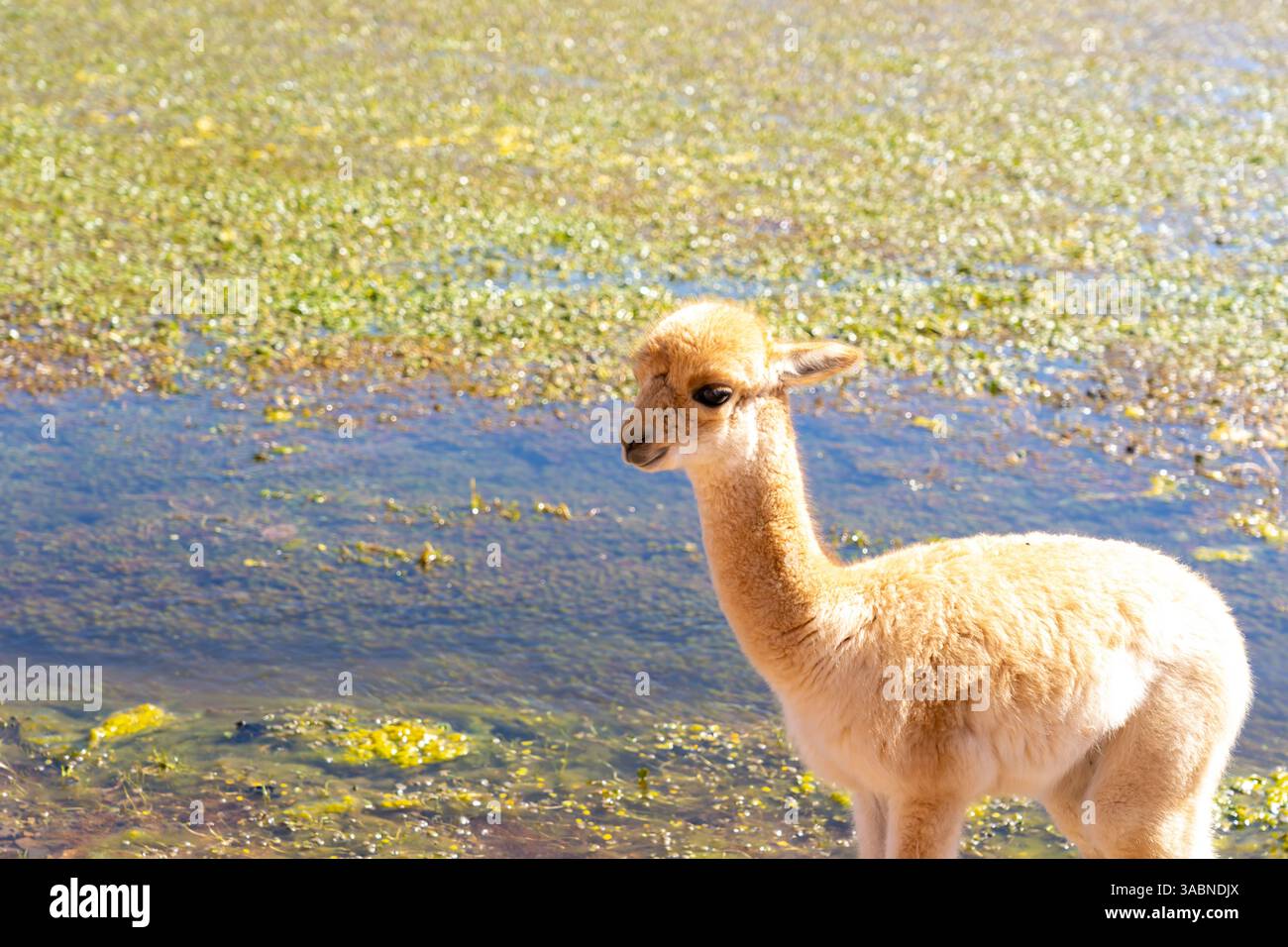 A vicuna baby (Lama vicugna) at the edge of the water near San Pedro de ...