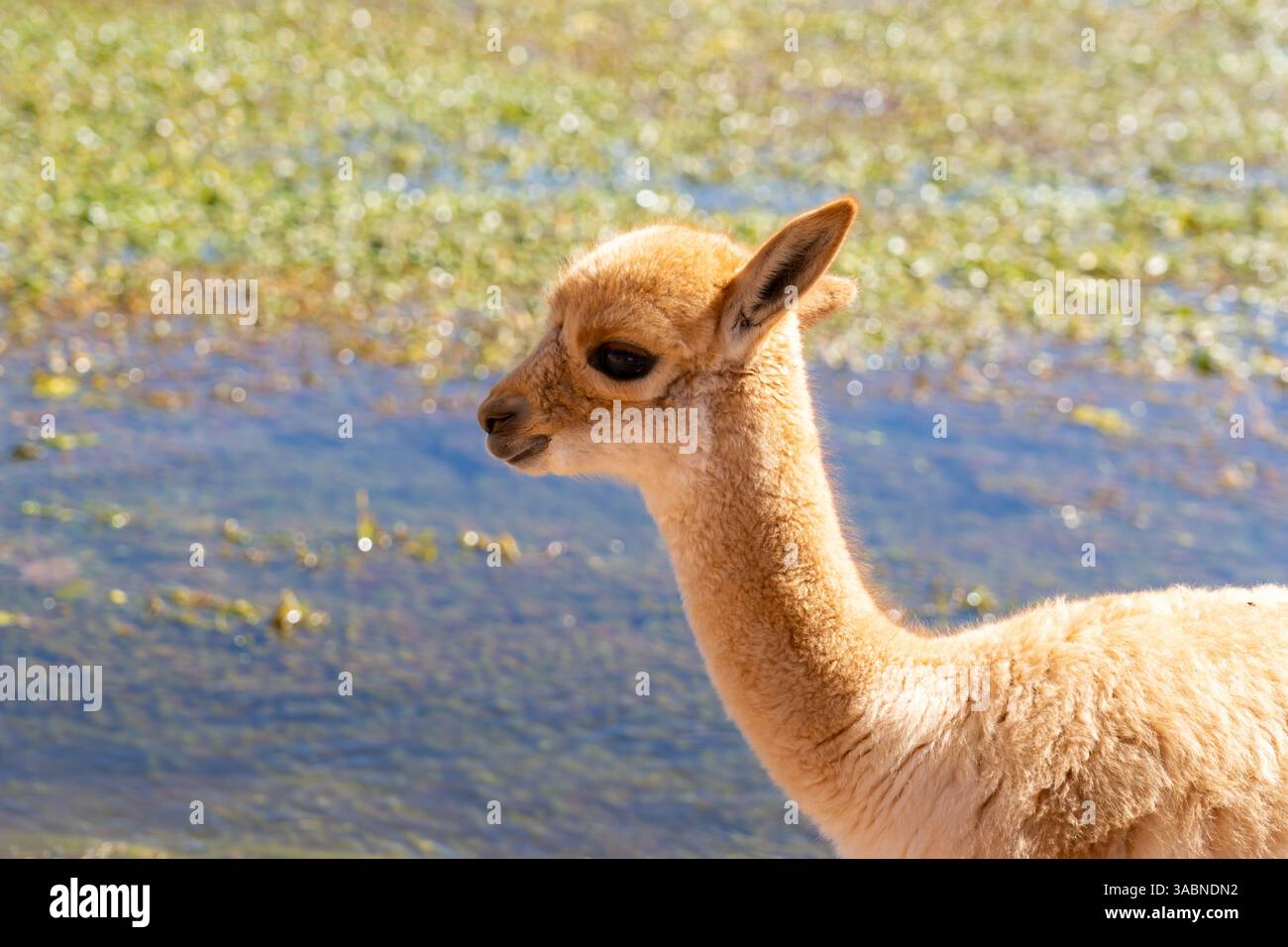 A vicuna baby (Lama vicugna) at the edge of the water near San Pedro de ...