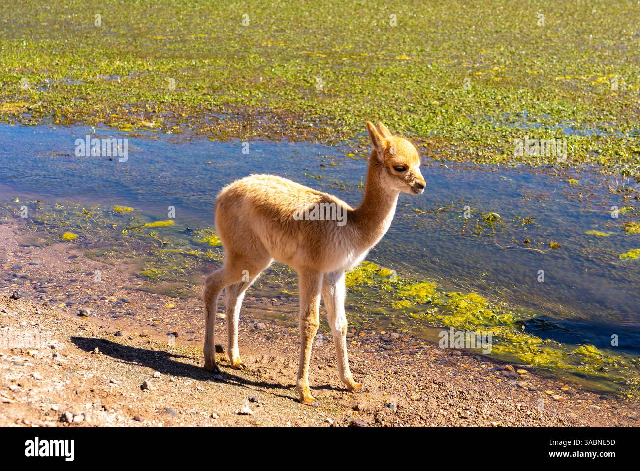 A vicuna baby (Lama vicugna) at the edge of the water near San Pedro de ...