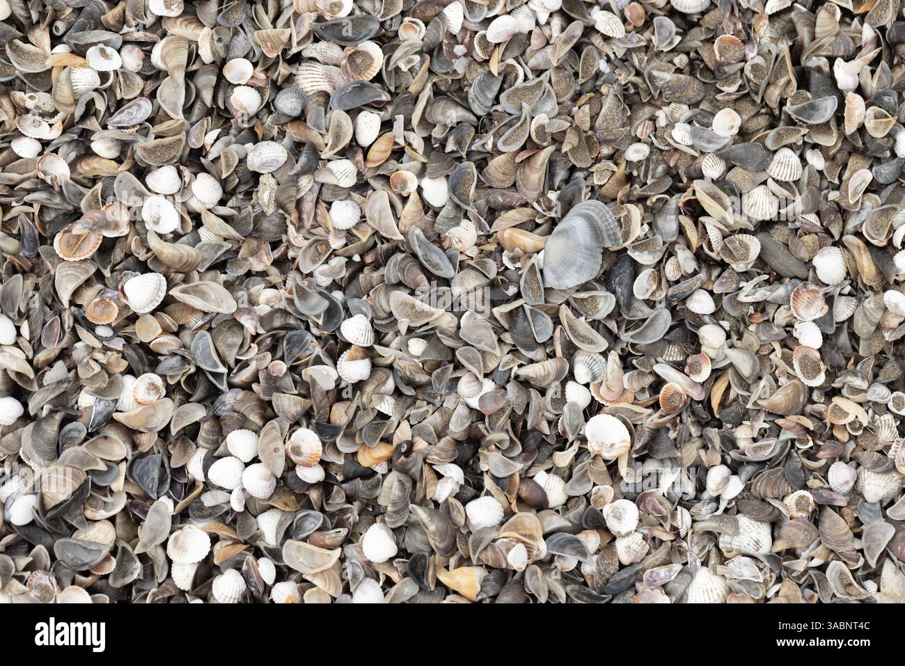 Colorful shells scattered across sandy hi-res stock photography and ...