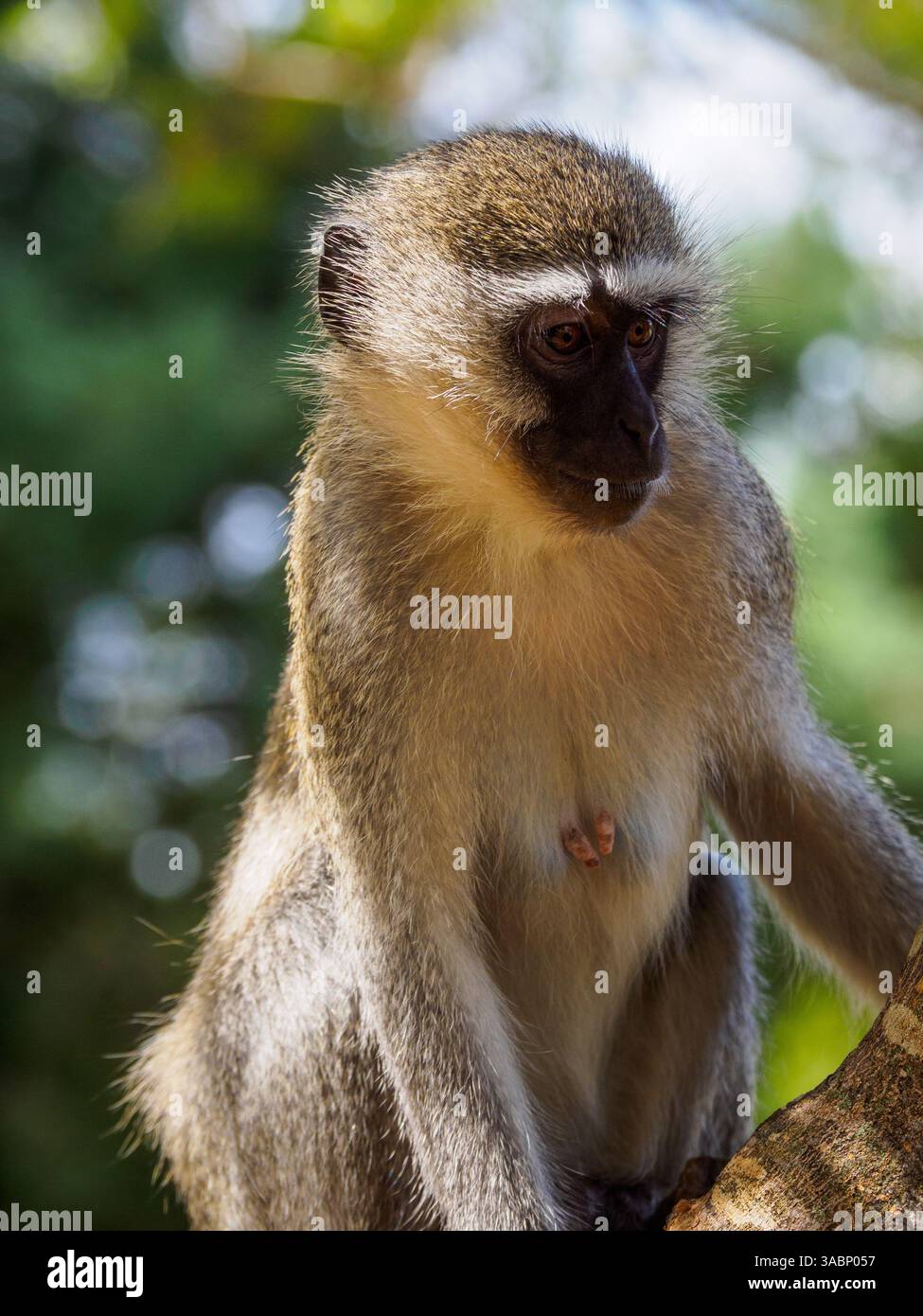 Close up of a female vervet monkey, Limpopo Province, South Africa ...