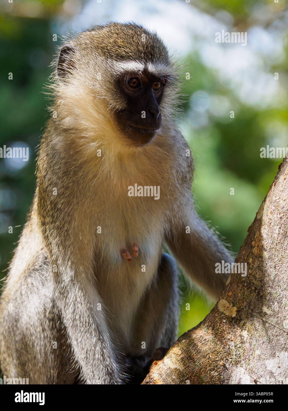 Close up of a female vervet monkey, Limpopo Province, South Africa ...