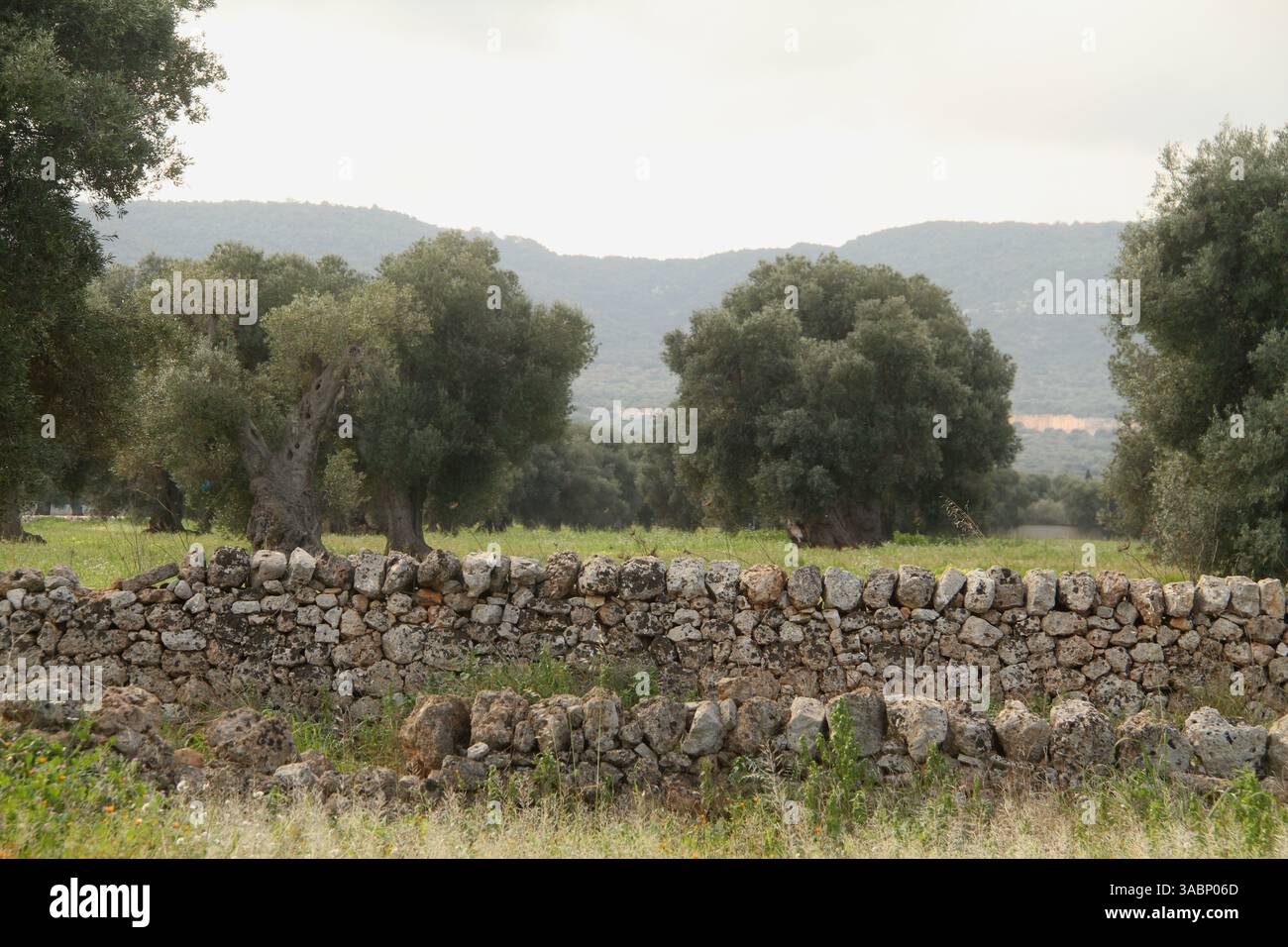 Traditional stone wall around an olive grove in Puglia, Italy Stock ...