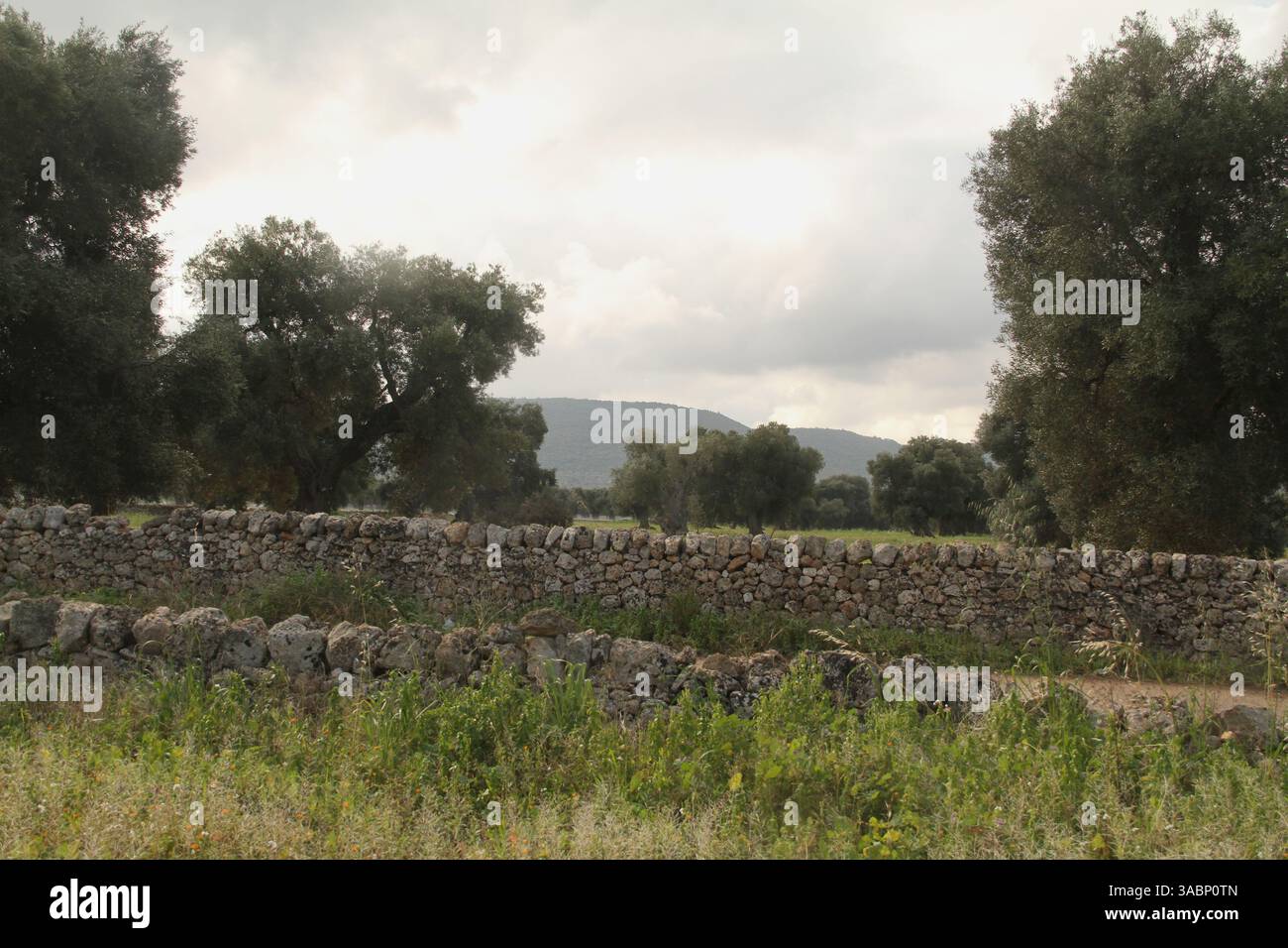 Traditional stone wall around an olive grove in Puglia, Italy Stock ...