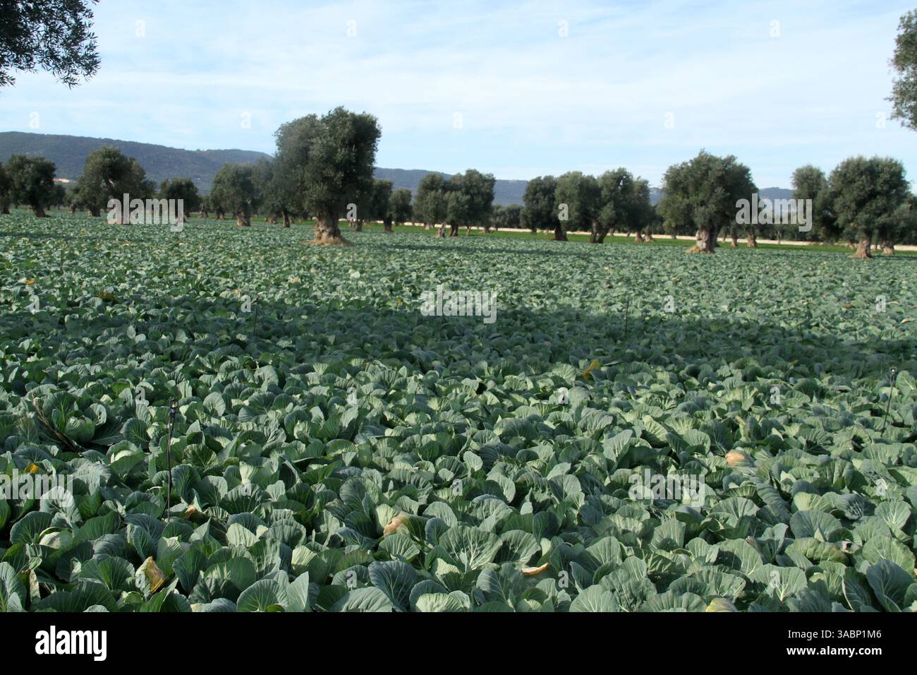 Cabbage cultivated in an old olive grove in Puglia, Italy Stock Photo ...