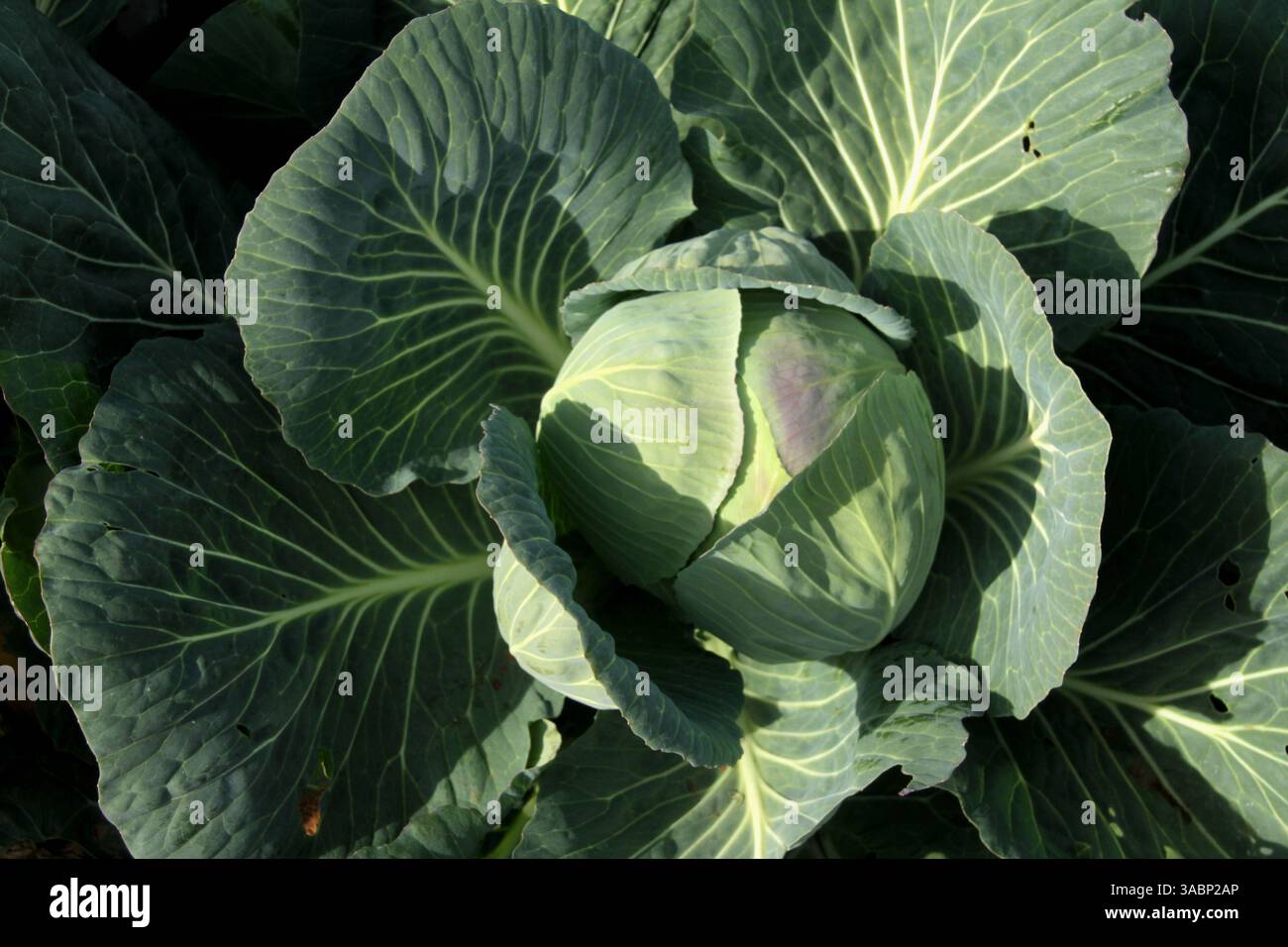 Heads of cabbage large heads hi-res stock photography and images - Alamy
