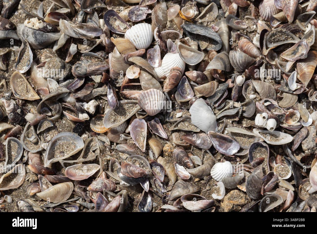 Close-up view of a diverse collection of small colorful seashells ...