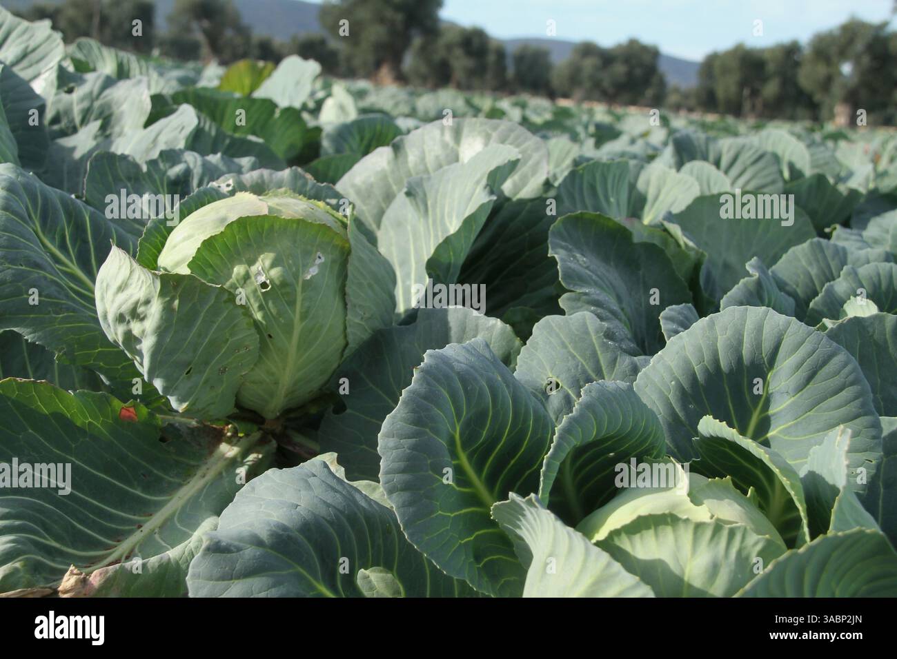 Head cabbage large leaves hi-res stock photography and images - Alamy