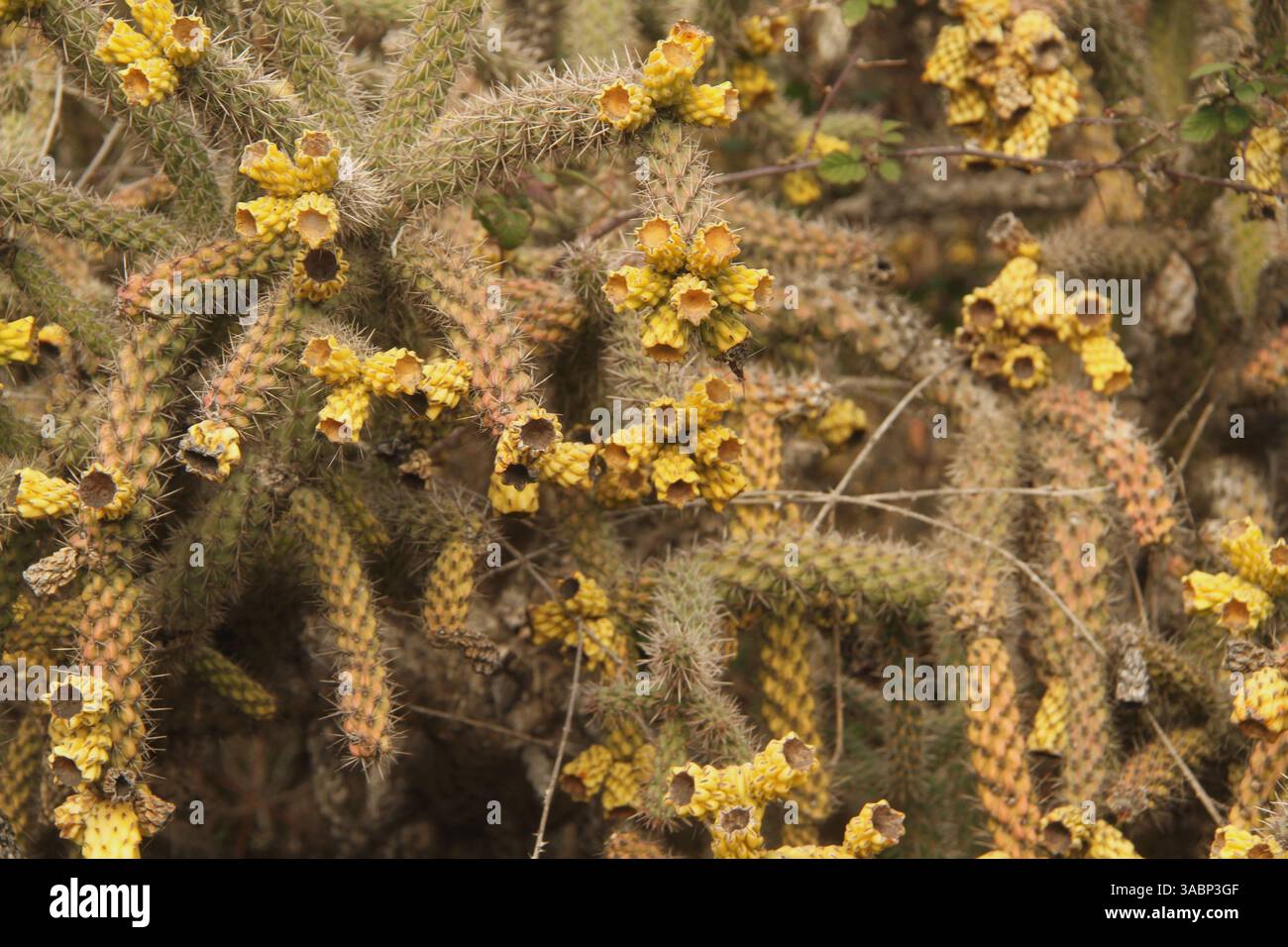 Whipplei hi-res stock photography and images - Alamy