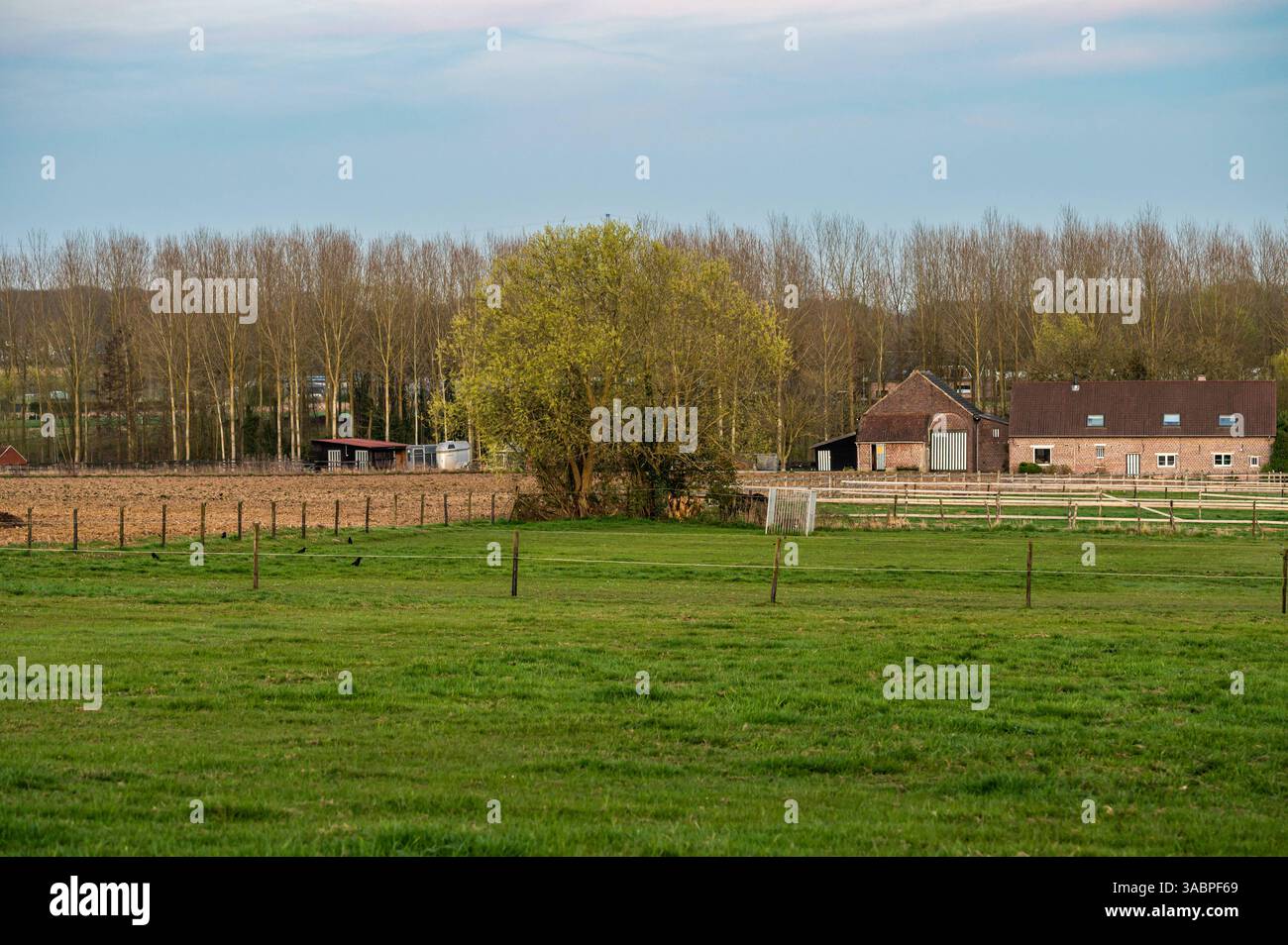 Colorful agriculture fields and meadows with houses at the Flemish ...